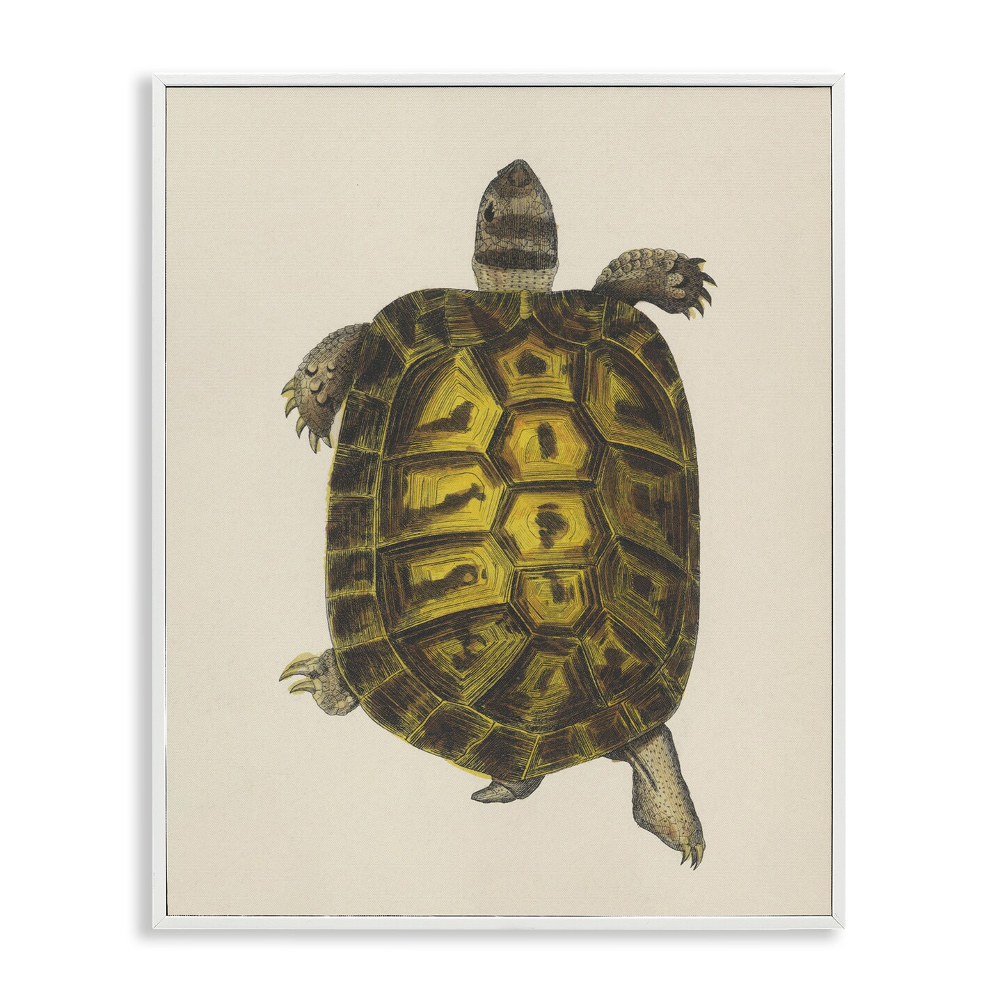 Stupell Industries Vintage Maritime Tortoise Framed Giclee Design by ...