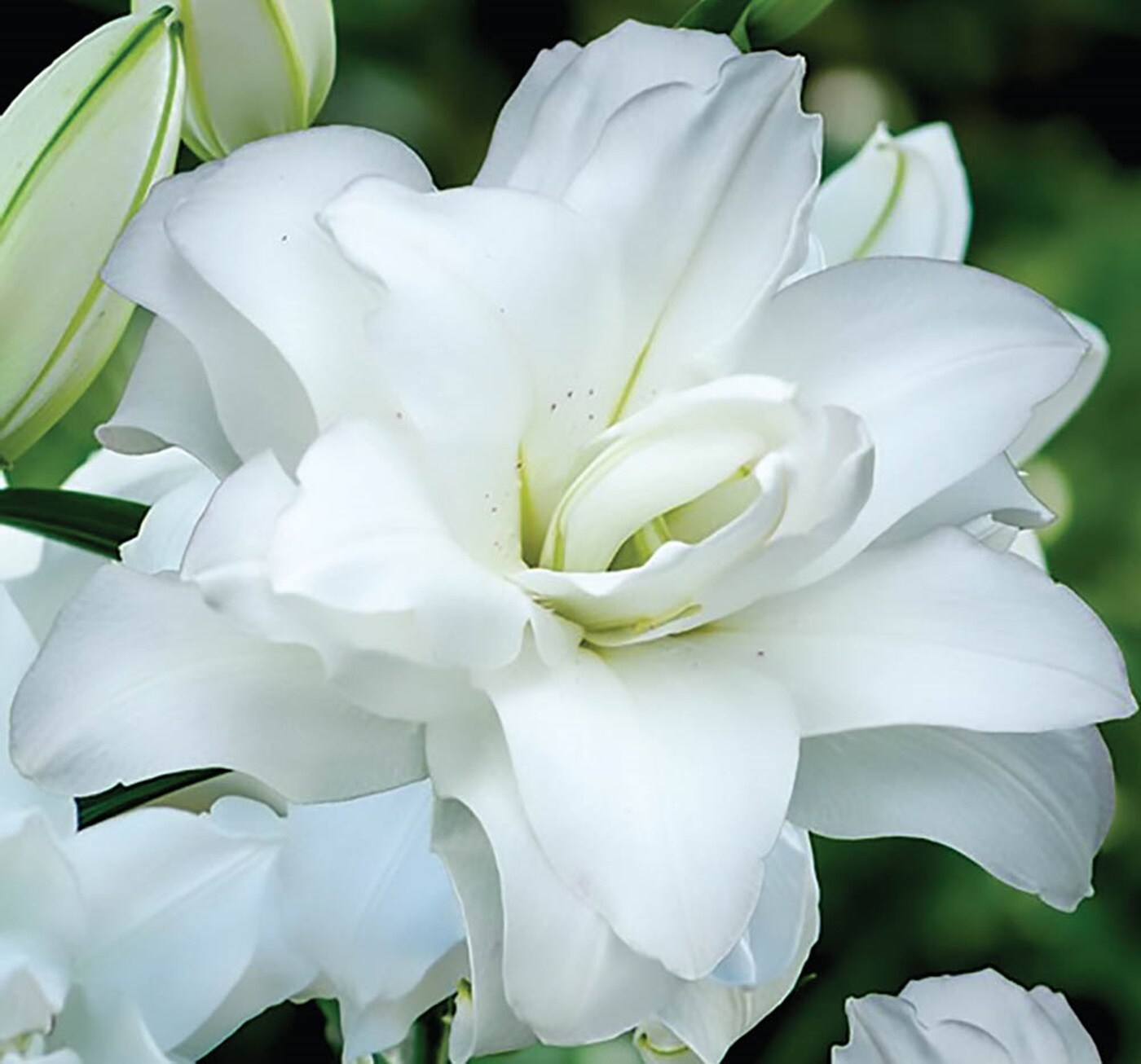 Lotus Pure Oriental Lily - 2 Bulbs 16/18cm - Double White Blooms | Michaels