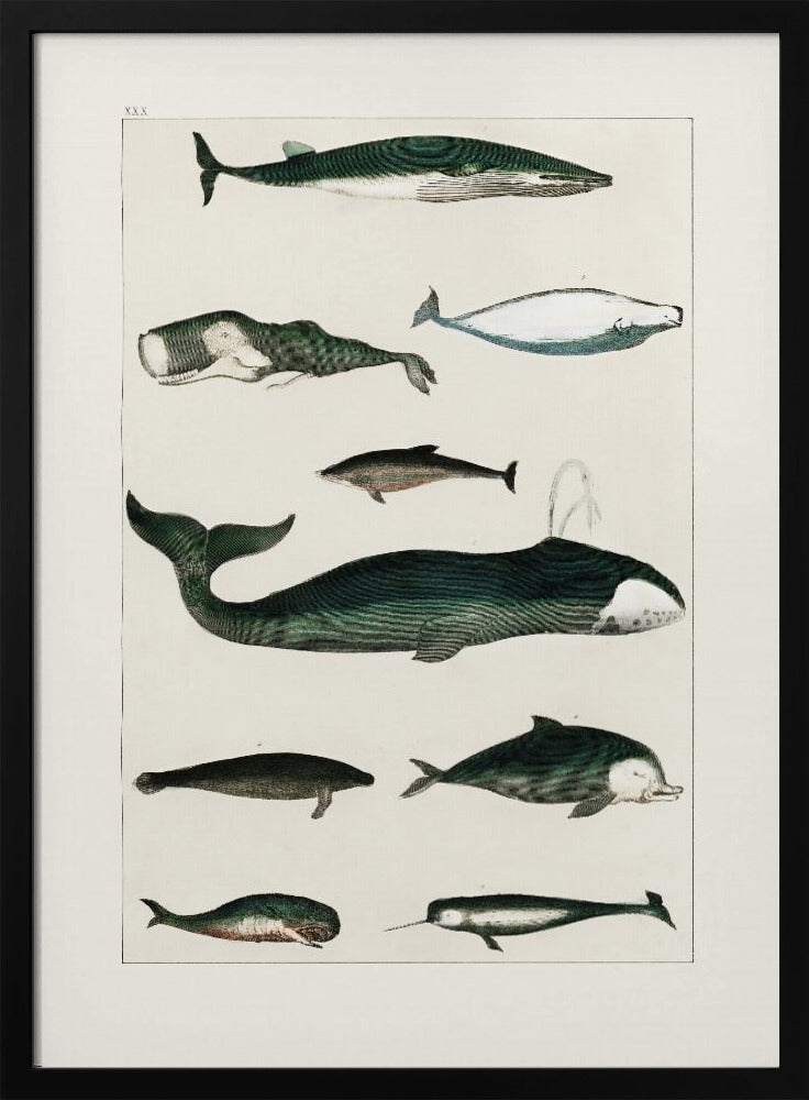 Vintage Whale Poster - Oliver Goldsmith 24x36 Black Framed Art | Home ...