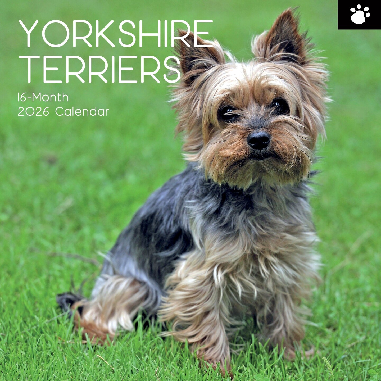 The Gifted Stationary 2026 Square Wall Calendar, Yorkshire Terriers, 16 ...