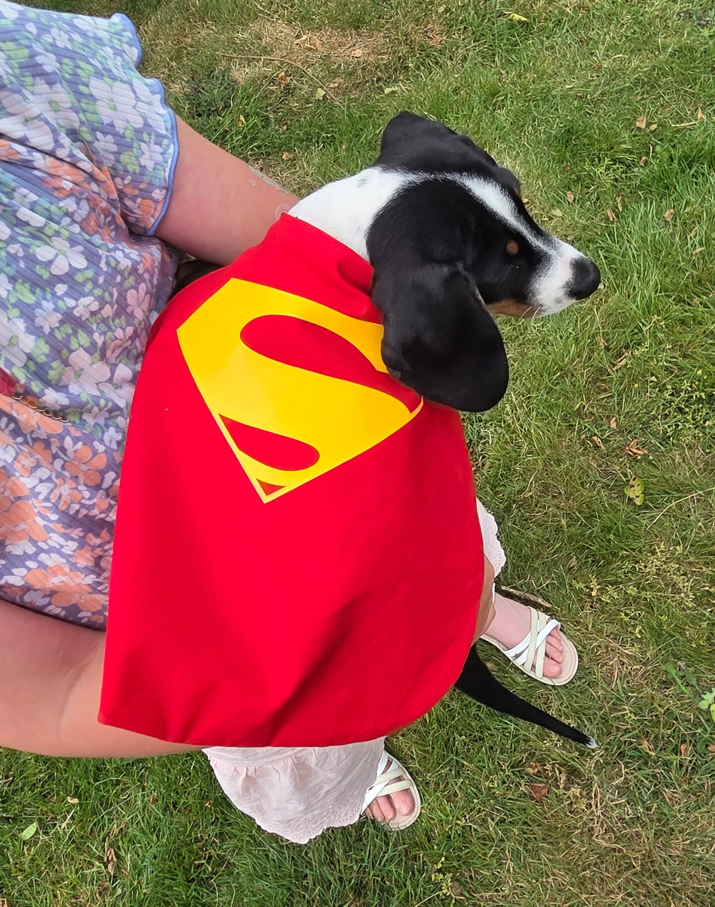 Krypto the Super Dog, Krypto dog costume, Krypto dog cape, Superman dog ...