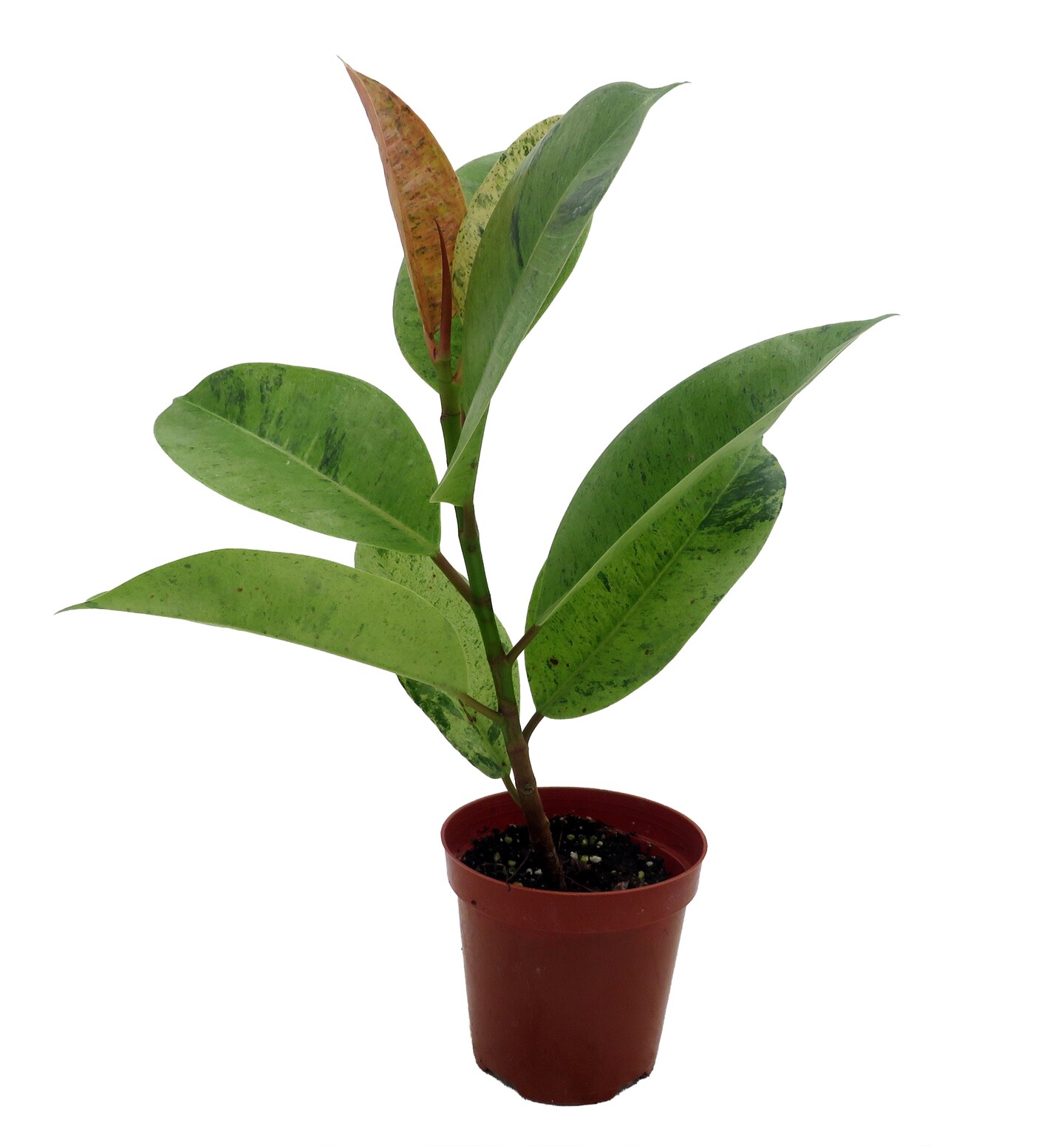 Rare Elastica 'shivereana' Ficus - Moonshine Rubber Tree - 4" Pot ...