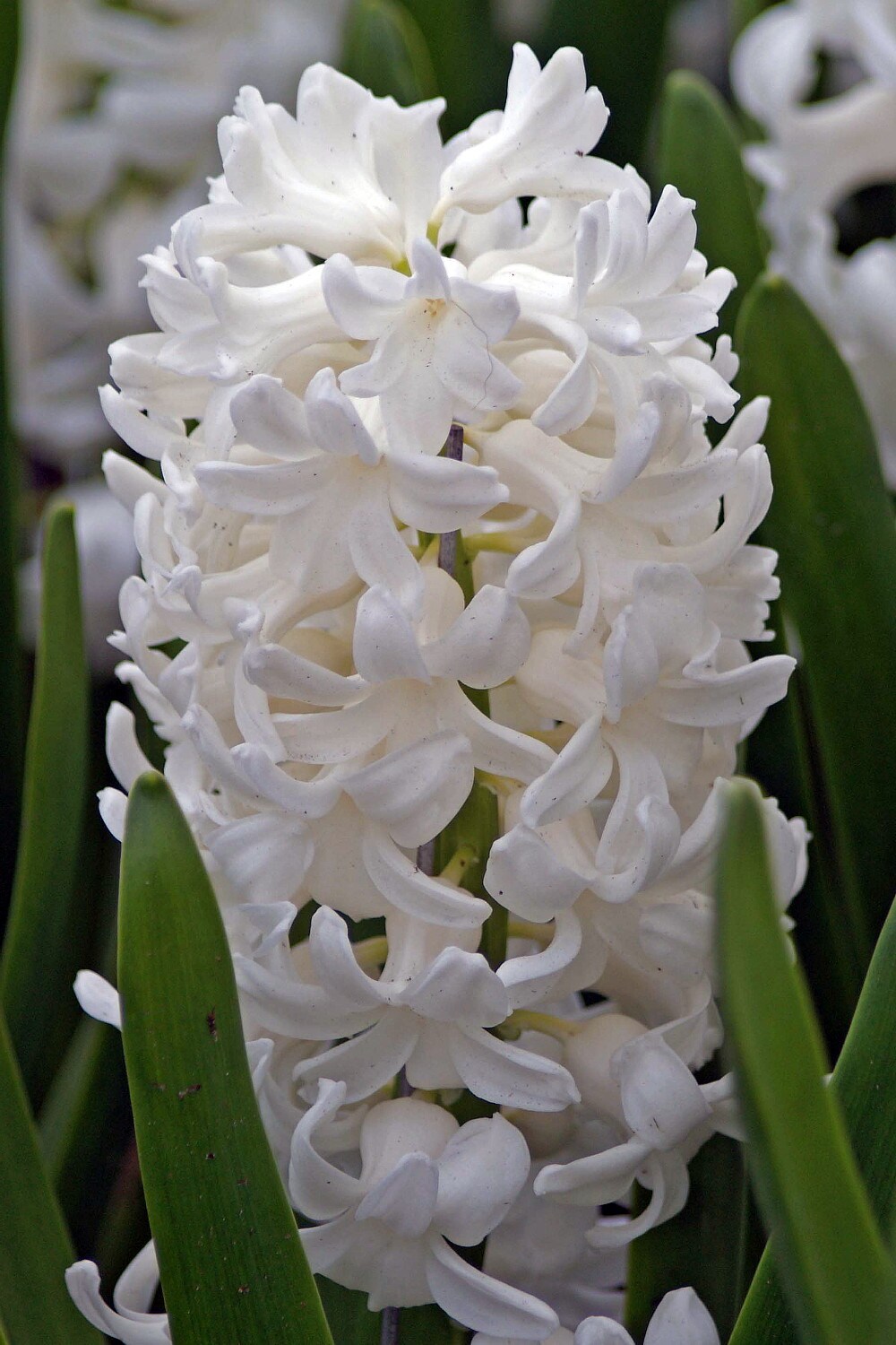 Aiolos Hyacinth 5 Bulbs - Pure White - Fragrant - New! | Michaels