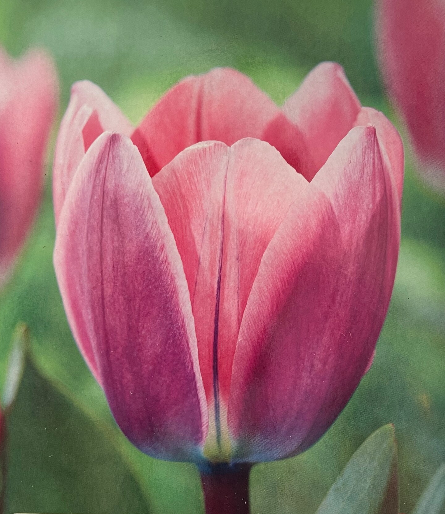 Light and Dreamy Darwin Tulip 6 Bulbs - 12/+cm Bulbs - New | Michaels