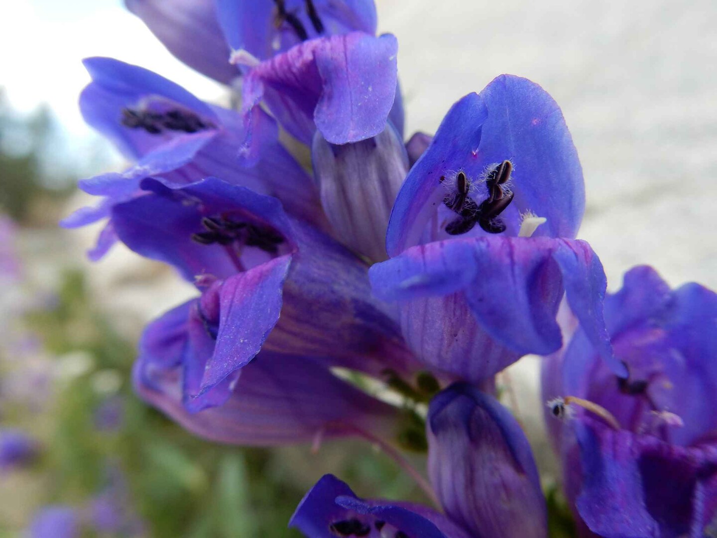 Penstemon Cyananthus Wasatch Penstemon seed | MakerPlace by Michaels