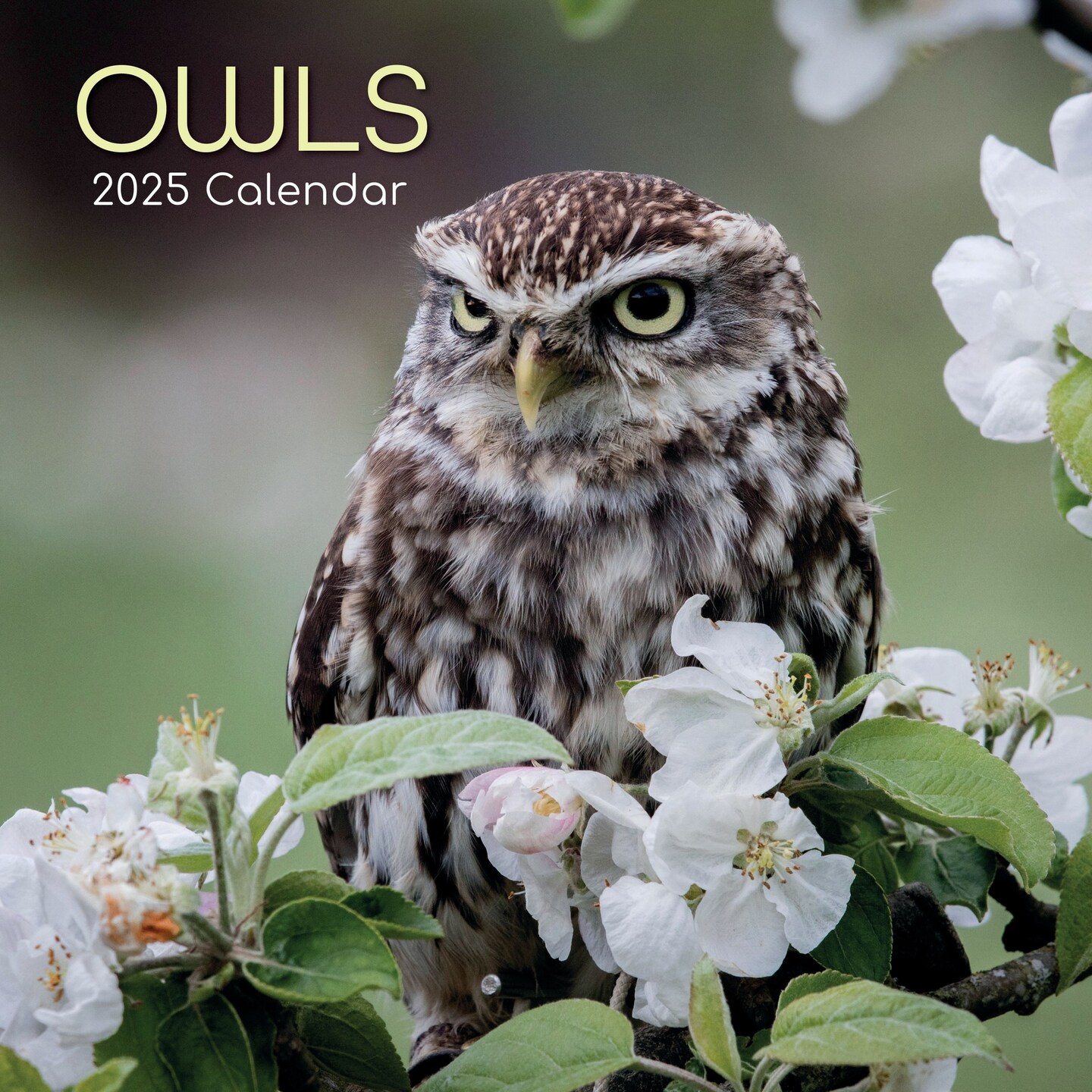 The Gifted Stationary 2025 Square Wall Calendar, Owls, 16-Month Animals ...