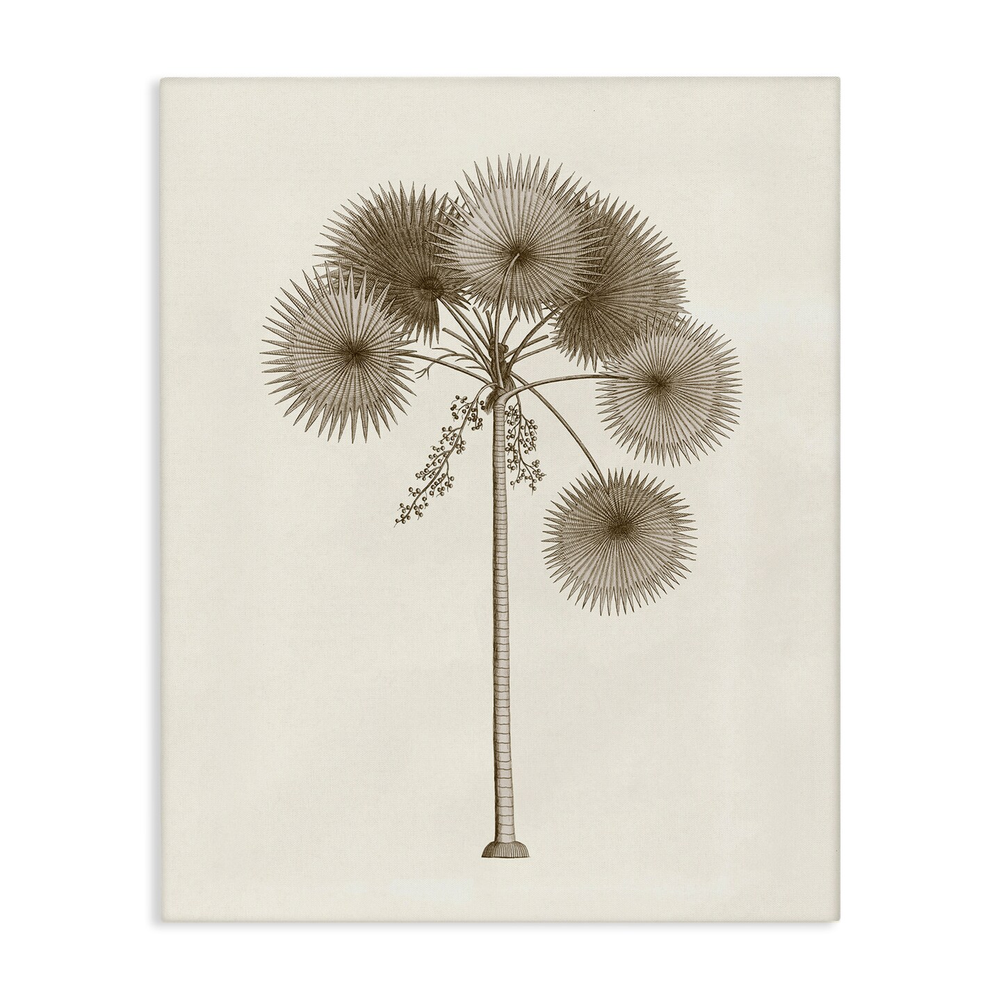 Stupell Industries Vintage Study of Palm Tree Canvas Design by Phillipa ...