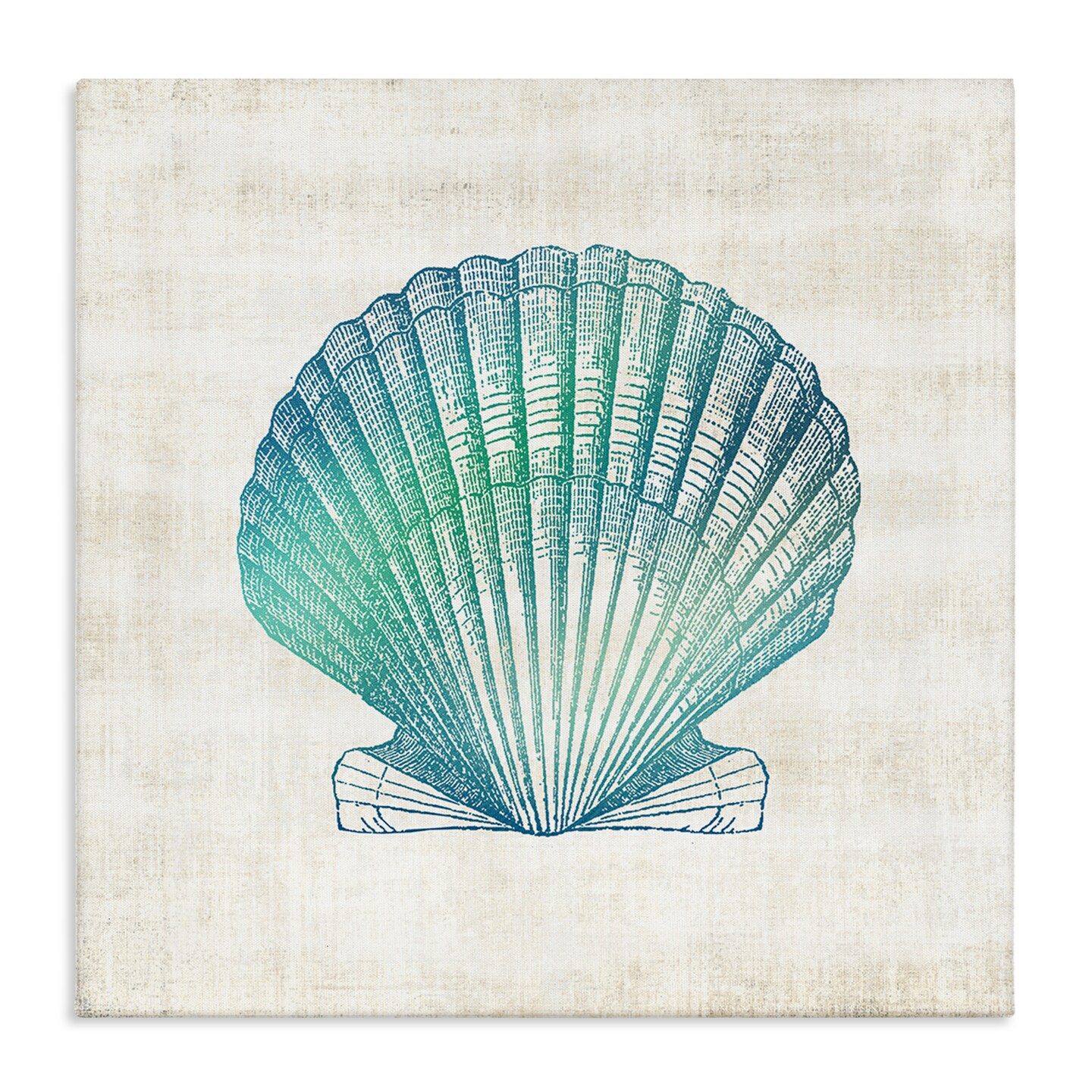 Stupell Industries Gradient Clam Seashell Canvas Design by Susan Arnot ...