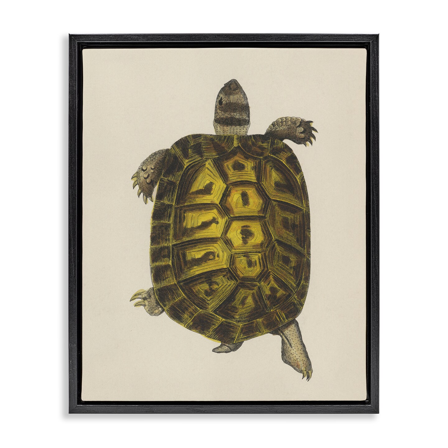 Stupell Industries Vintage Maritime Tortoise Floating Frame Design by ...