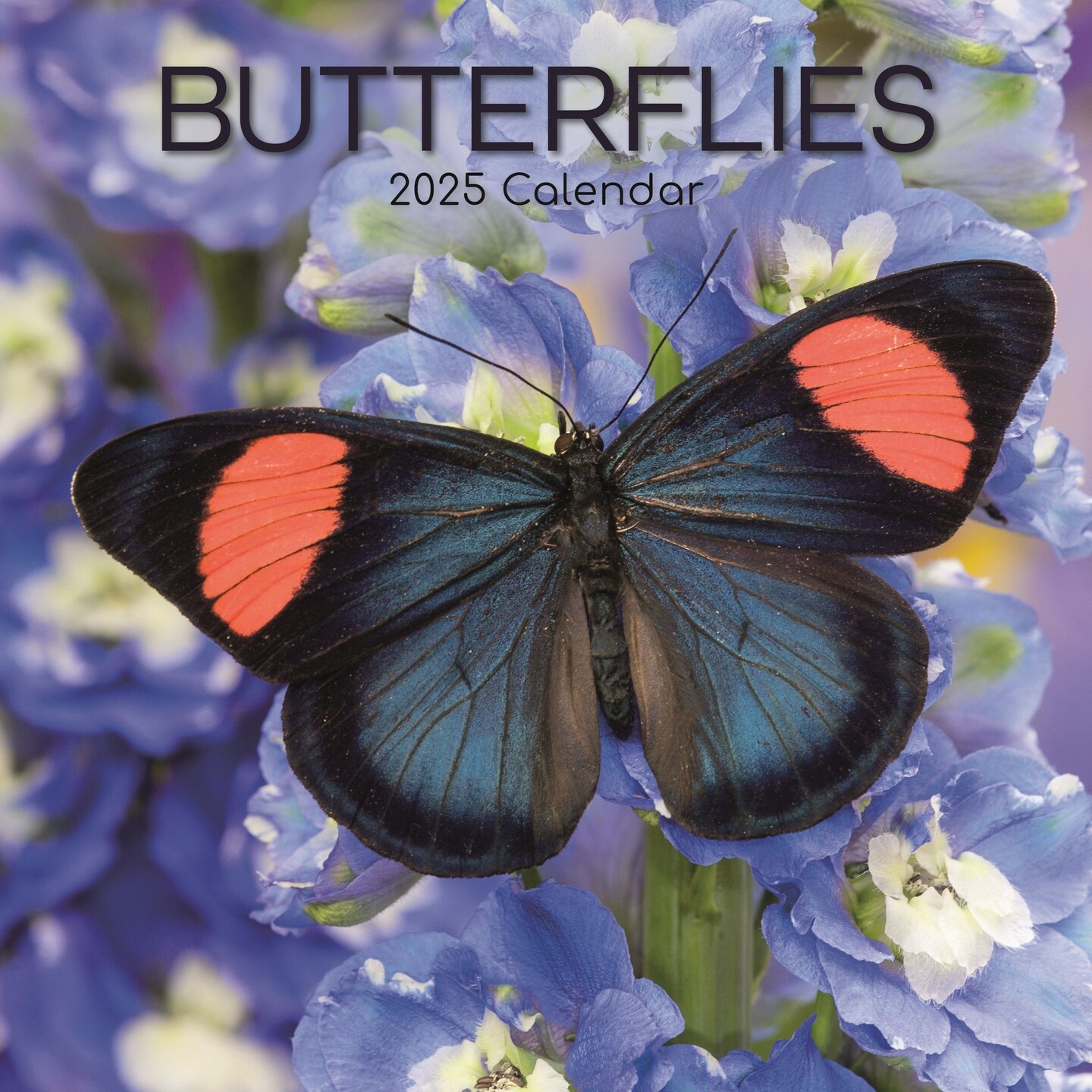 The Gifted Stationary 2025 Square Wall Calendar, Butterflies, 16-Month ...