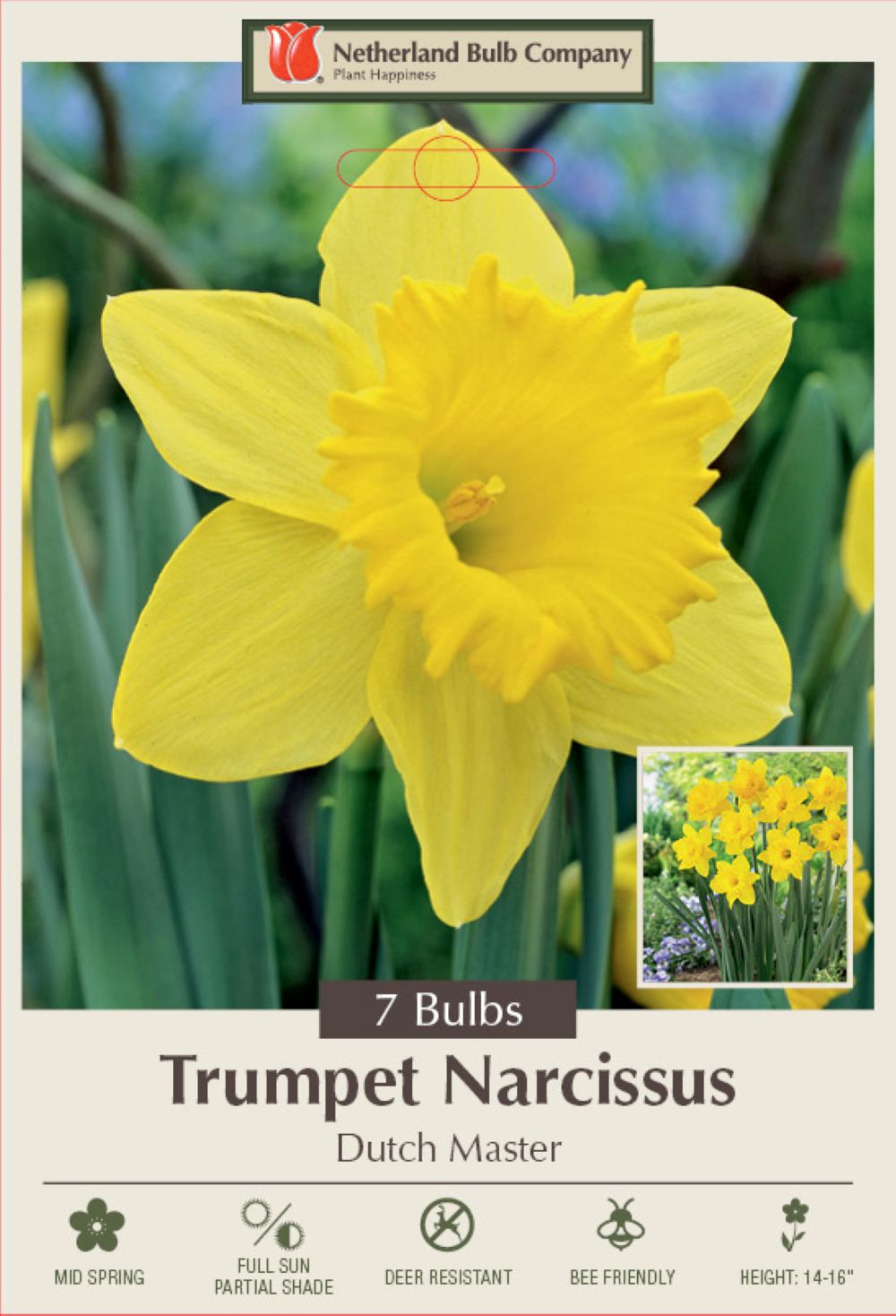 Dutch Master Daffodil 7 Bulbs - 14/16 cm Bulbs | Michaels