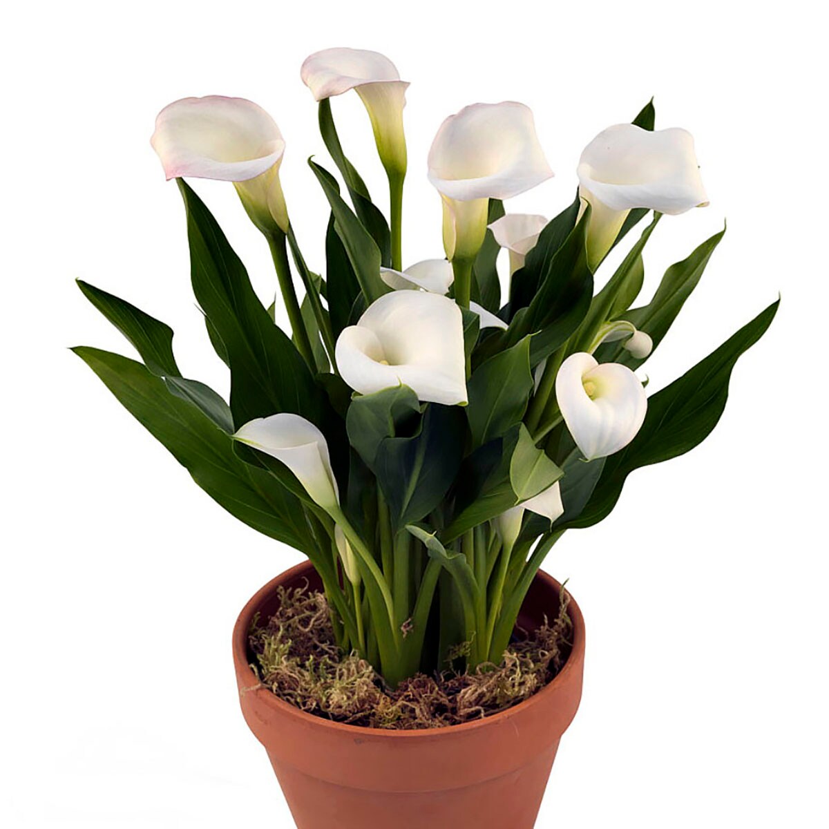 Snowboard Calla Lily Bulb - 14/16cm Bulb - 1 Bulb | Michaels
