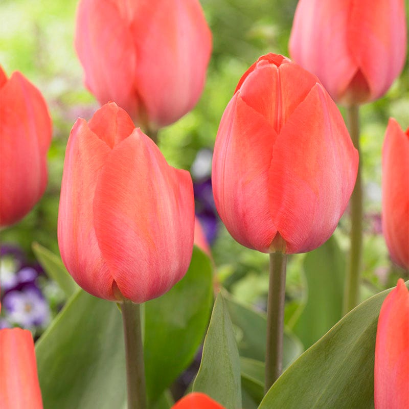 Orange Van Eijk Darwin Tulip - 7 Bulbs - 12/+ cm Bulbs | Michaels