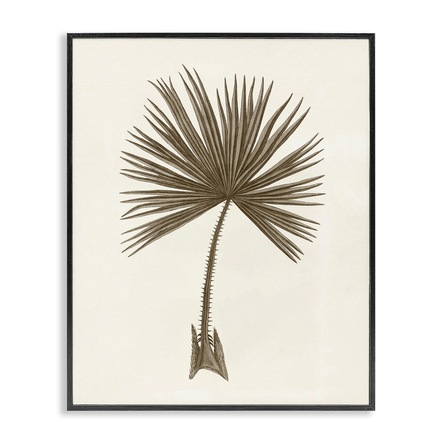 Stupell Industries Vintage Study of Palm Leaf Framed Giclee Design by ...
