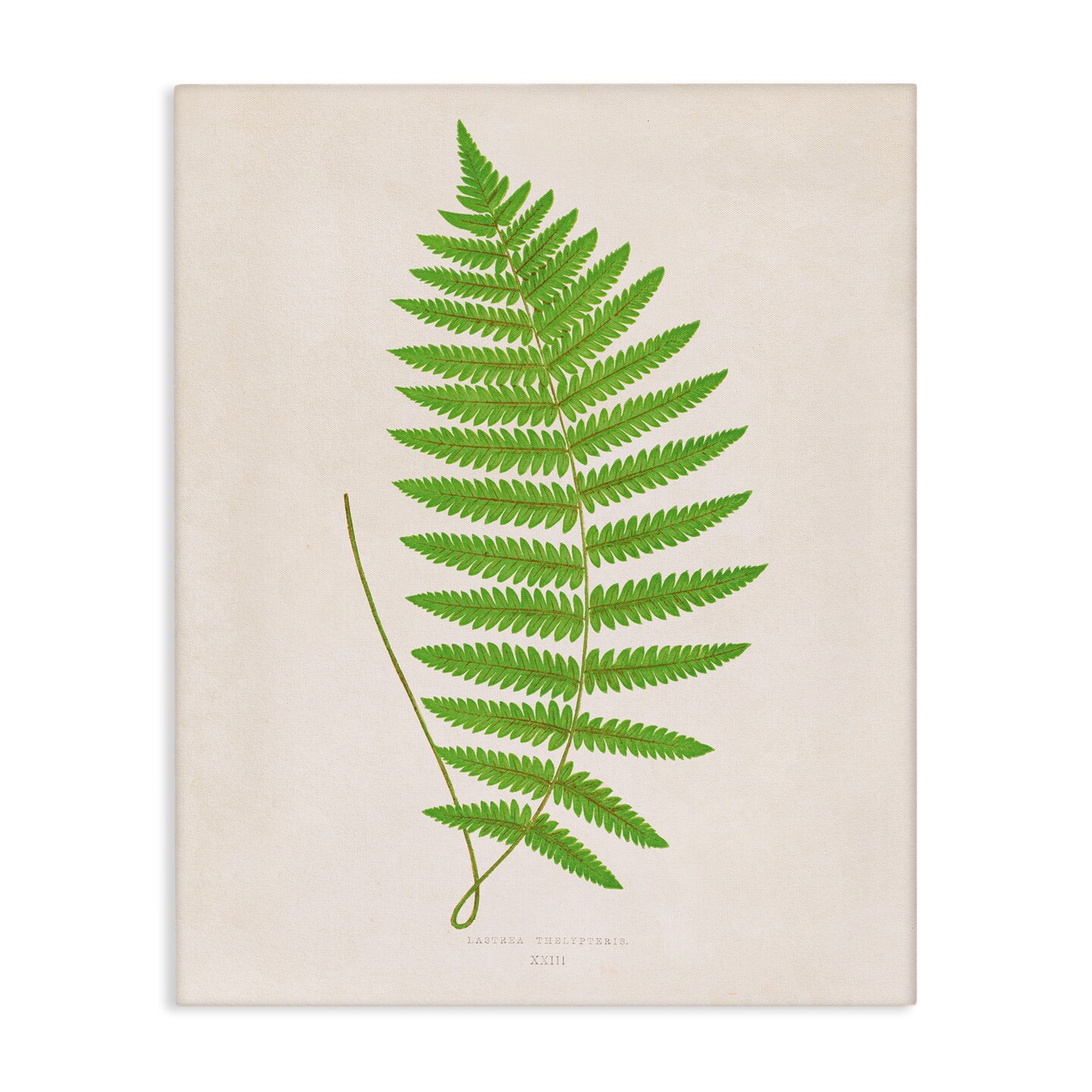 Stupell Industries Single Fern Branch Canvas Design by Phillipa Katz ...