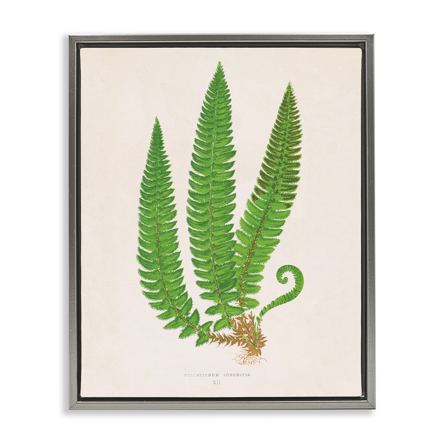 Stupell Industries Natural Fern Branch Trio Floating Frame Design by ...