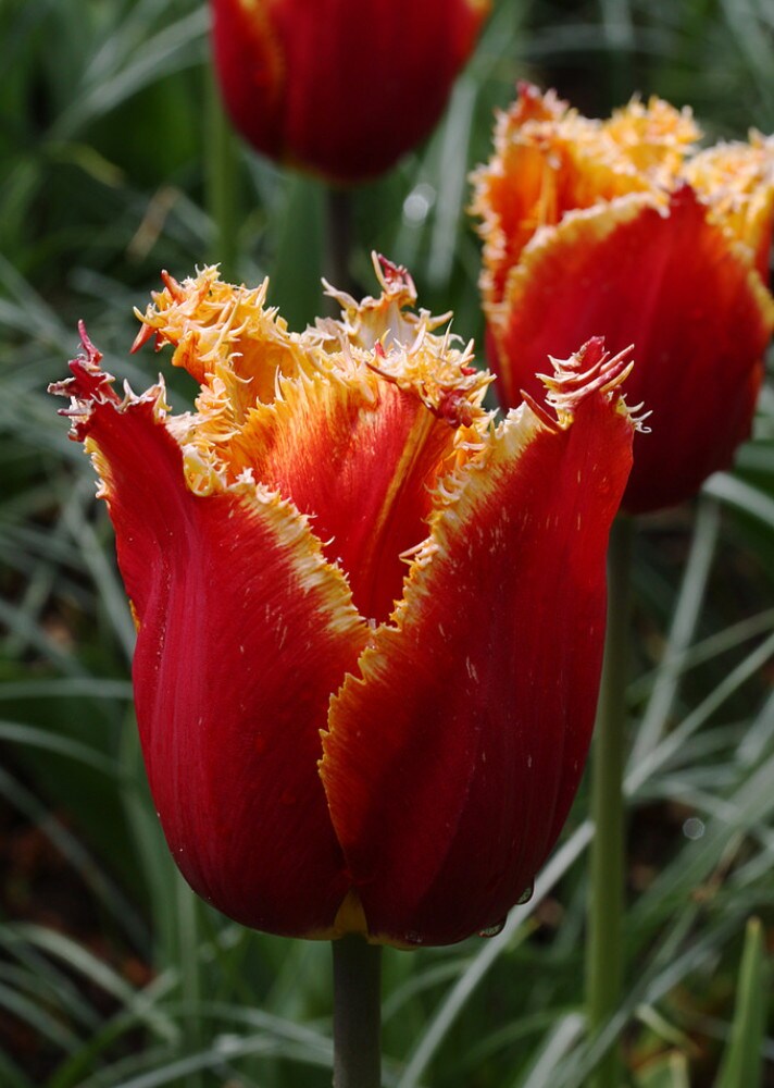 Fabio Fringed Tulip - Fiery Red and Yellow Blooms - 12/+ cm Bulbs - 5 ...