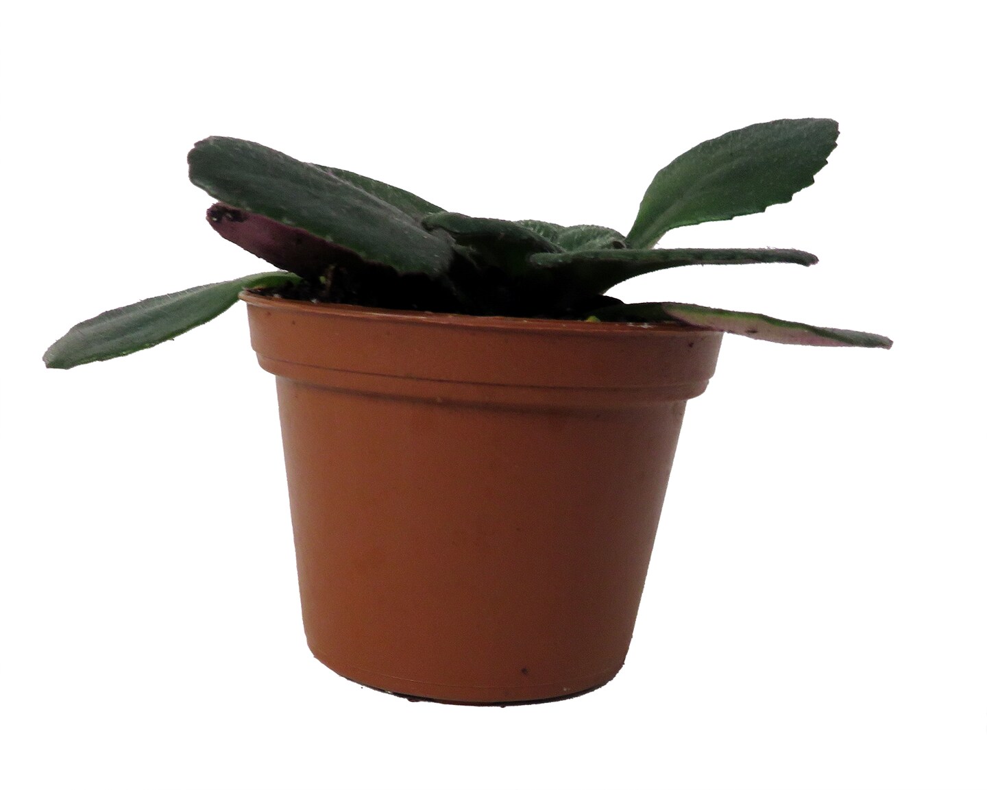 Dark and Stormy Asian Violet - MB Primulinia - 2.5" Pot - Collector's ...