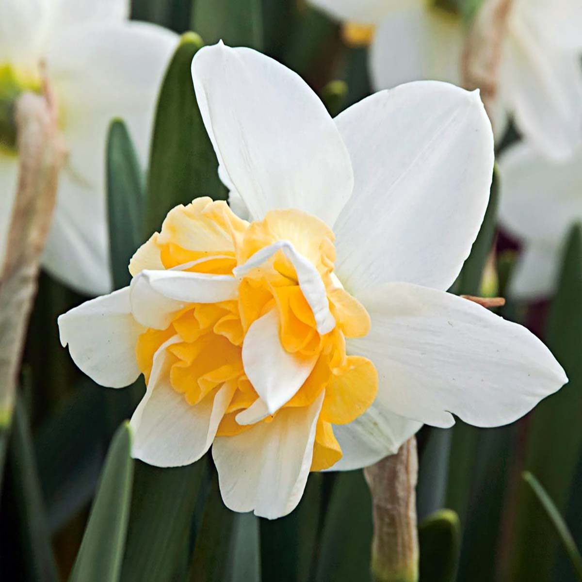 Sweet Desire Double Daffodil 5 Bulbs - 14/16 cm Bulbs - NEW | Michaels