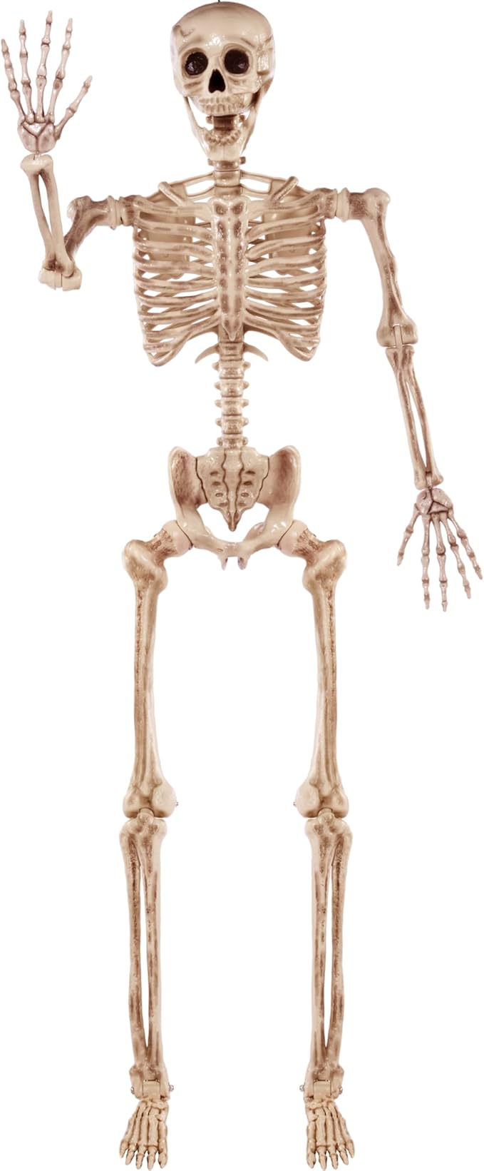 Halloween Posable Life Size Skeleton Full Body Realistic Bones with ...