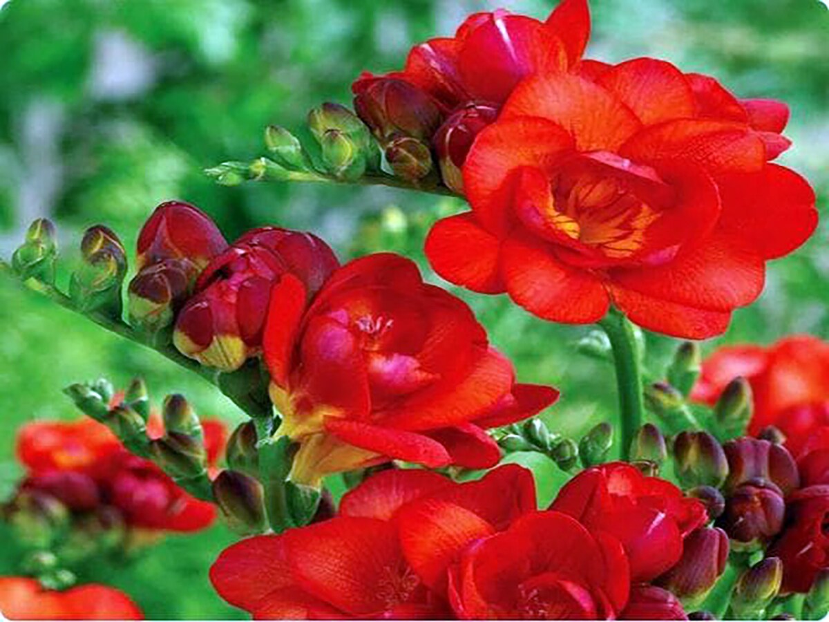 Double Red Freesia 20 Bulbs - Fragrant - 6/+ cm Bulbs | Michaels
