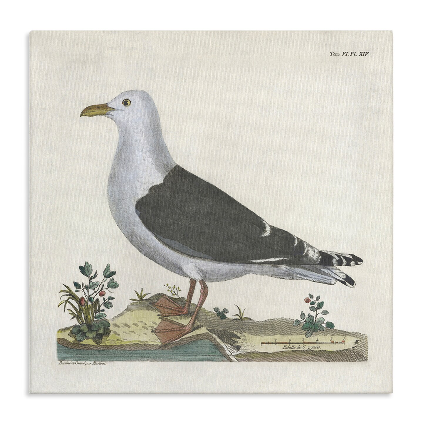 Stupell Industries Vintage Seagull Study Diagram Canvas Design by ...