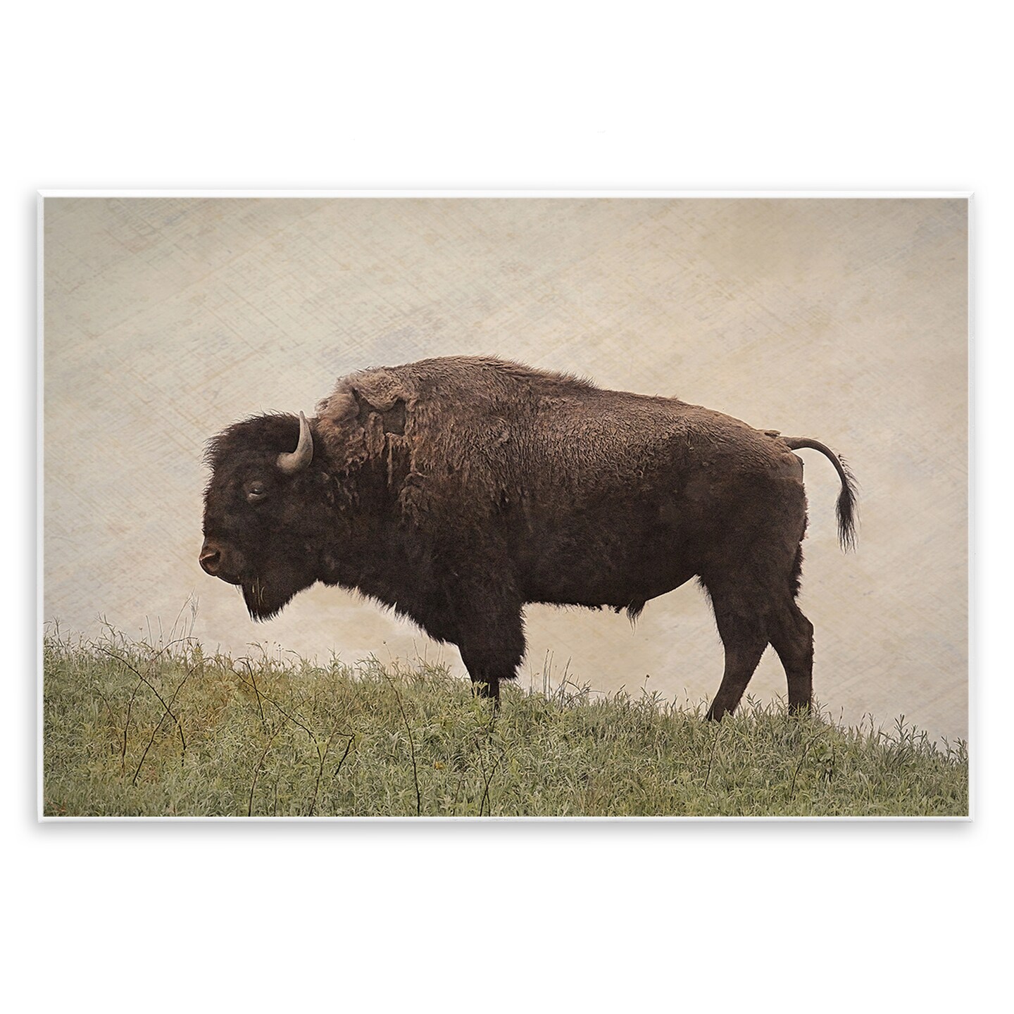 Stupell Industries Serene Buffalo on Country Hill Wall Plaque Design by ...