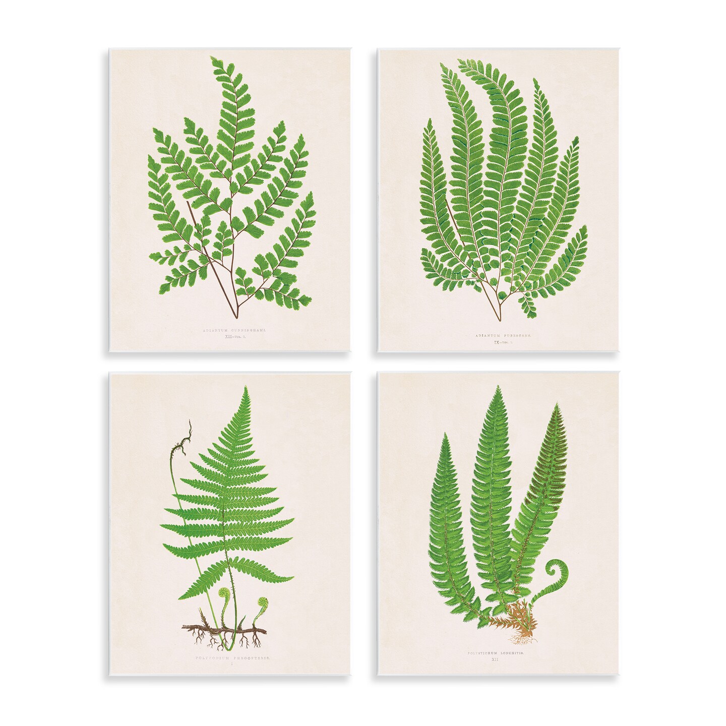Stupell Industries Subtle Green Fern Branches Wall Plaque Design by ...
