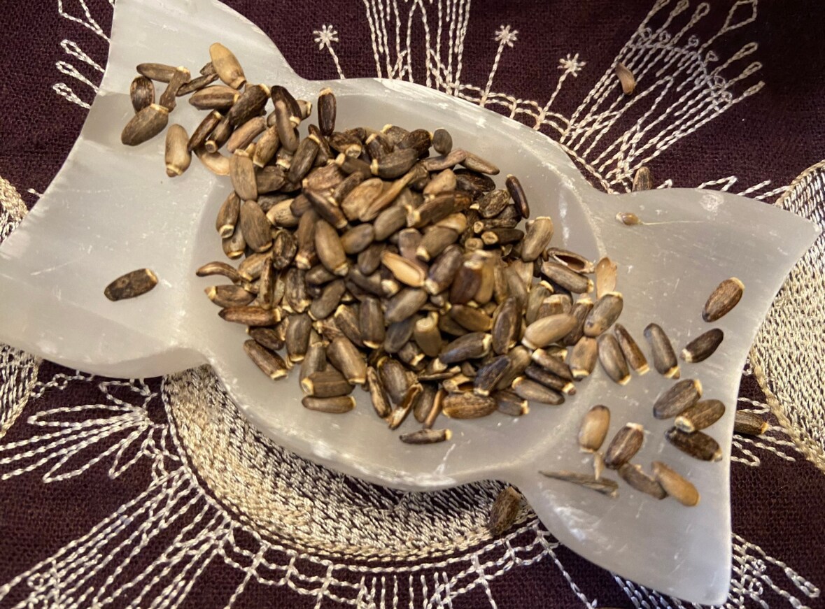 Milk Thistle Seeds, Hex breaking, Strength, Exorcism, Healing, All ...