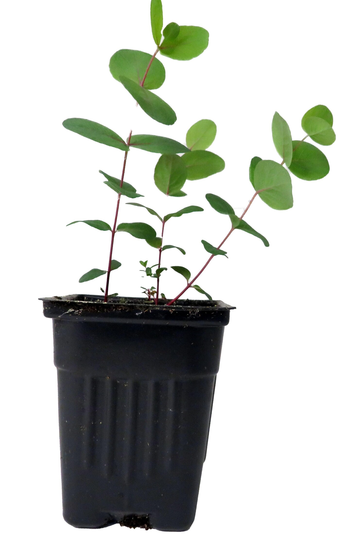 Red Box Eucalyptus - 4" Pot - Indoors or Out | Michaels