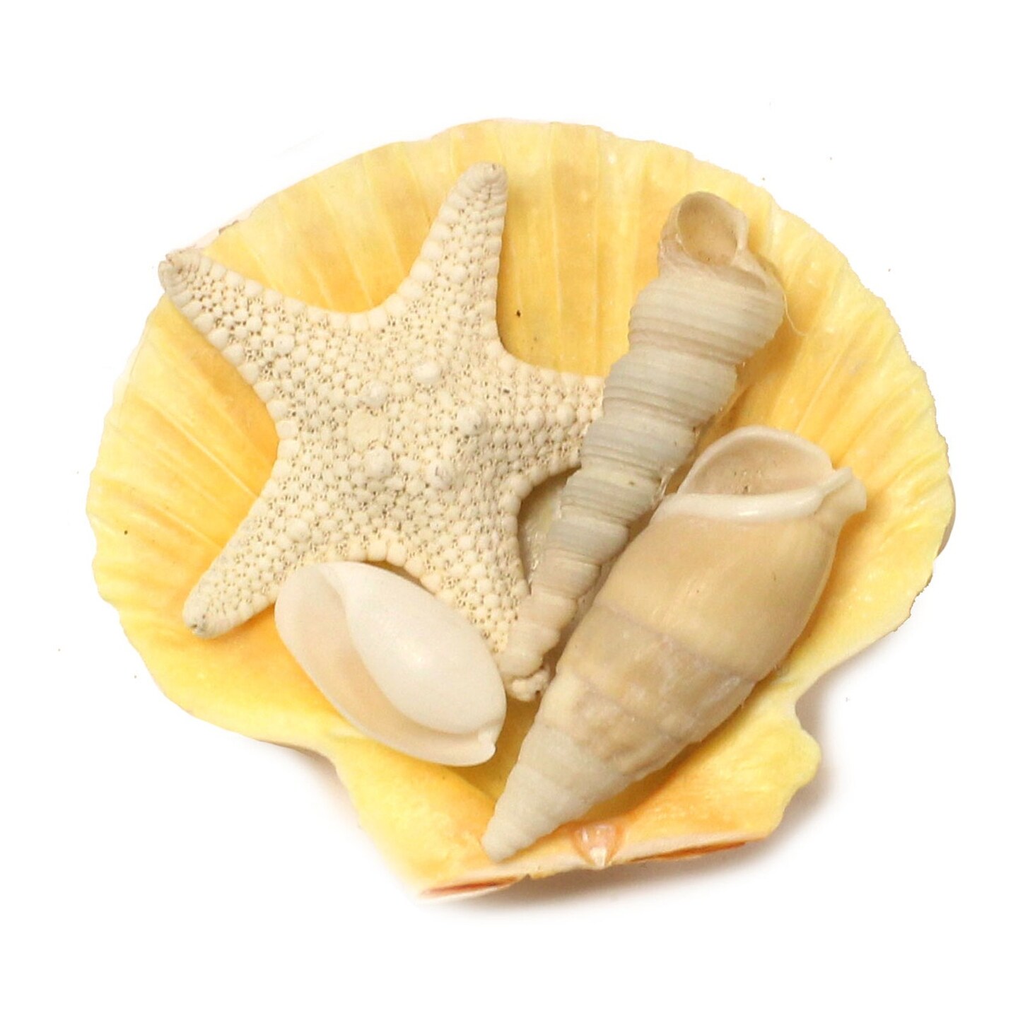 2" YELLOW SCALLOP WITH SHELLS MAGNET | Michaels