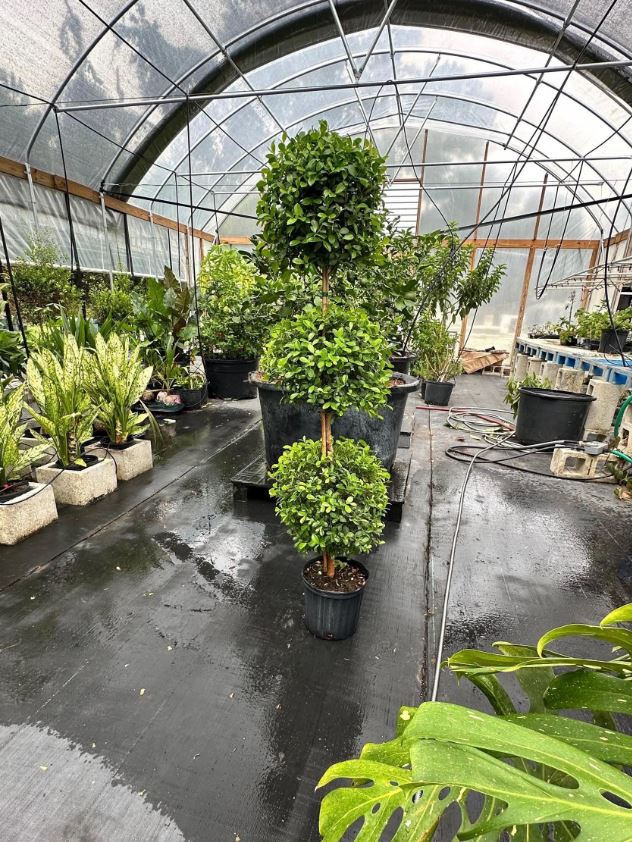 Eugenia 3 Ball Topiary Live Plant in a 10 Inch Pot Eugenia Globulus ...