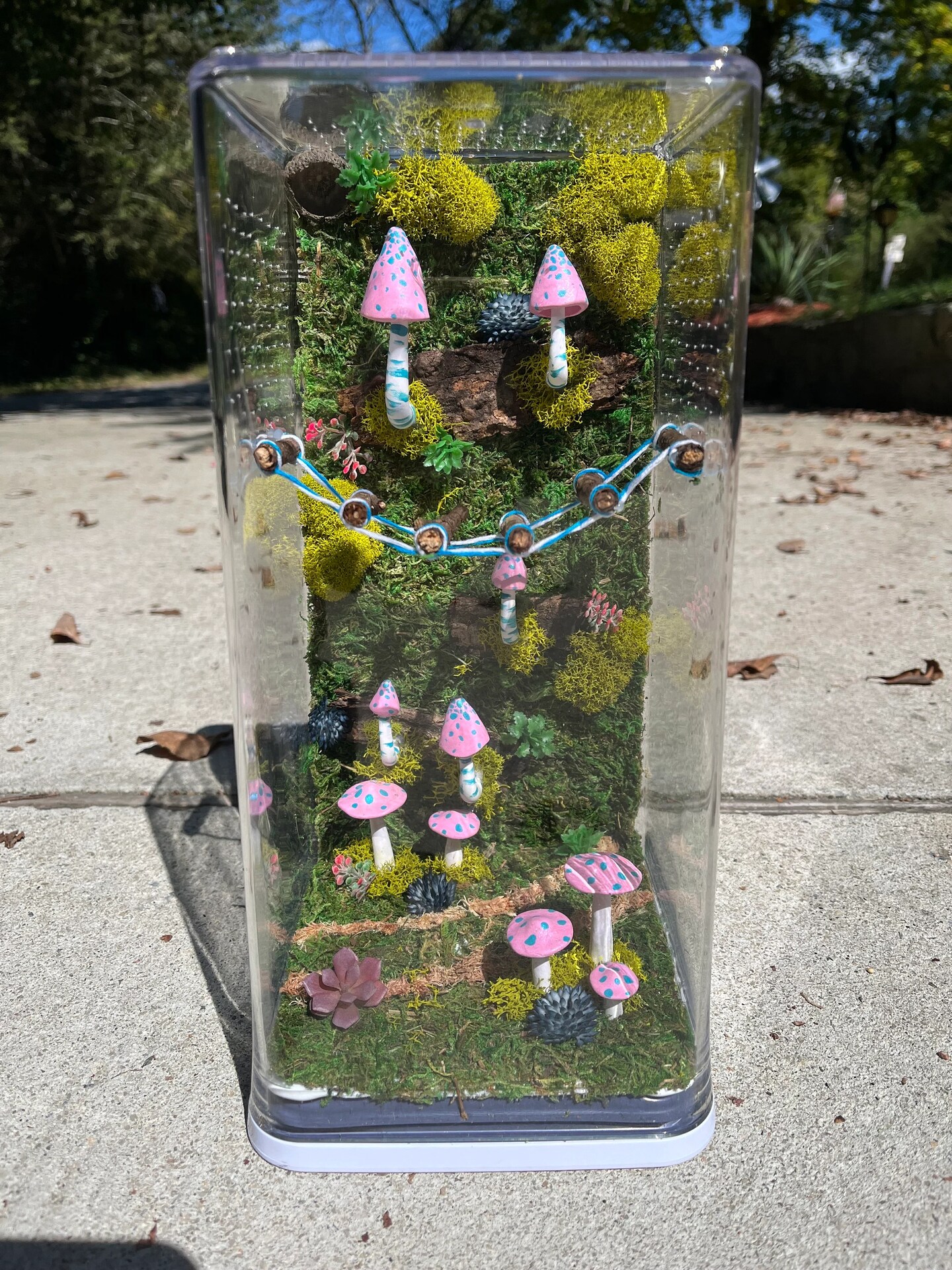 6.5x13” EXTRA LARGE LUXURY Adult Jumping Spider Enclosure, Decorated ...