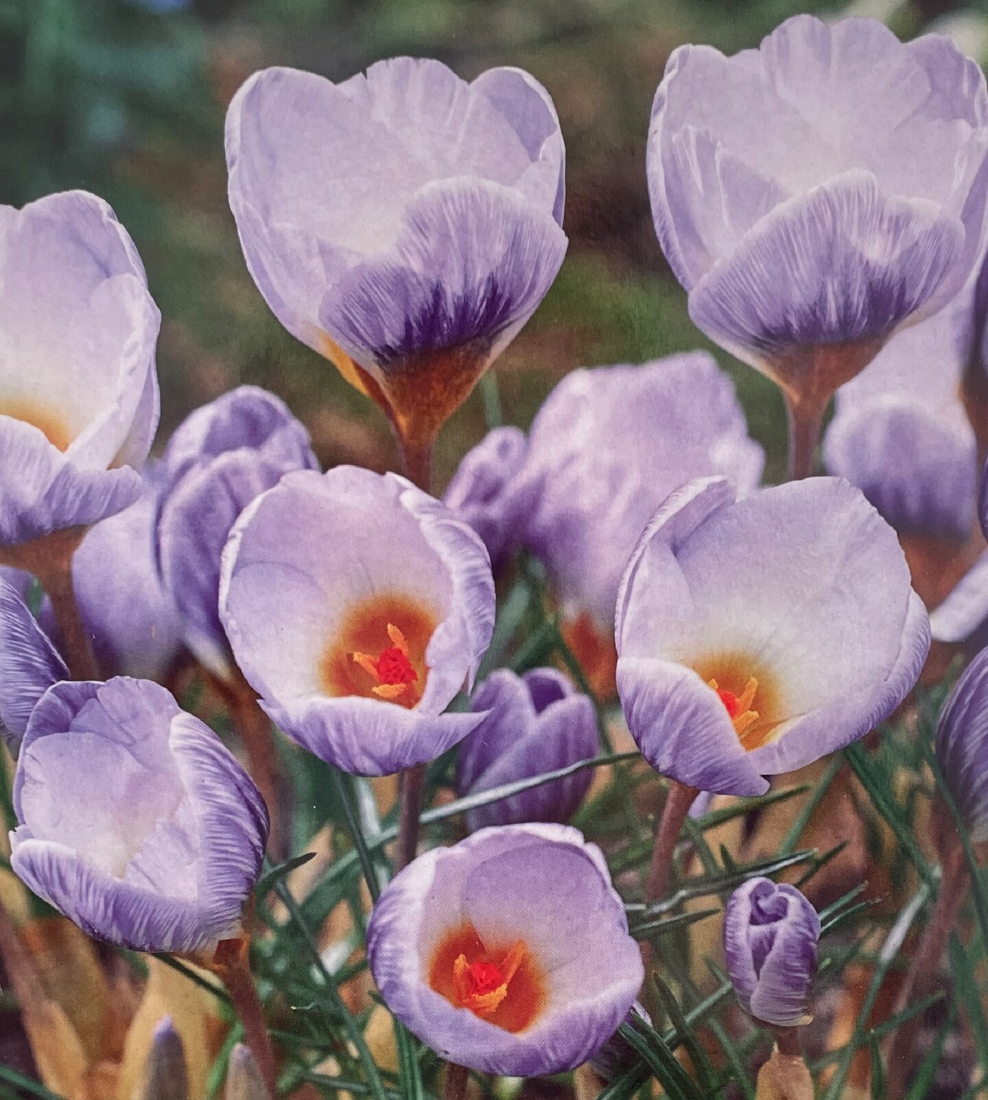 Blue Marlin Specie Snow Crocus - 5/+ cm Bulbs -20 Bulbs | Michaels