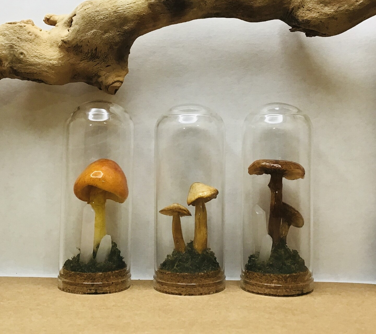 Real Mushroom Glass Curiosity Jar Cute Fungi Curio Home Décor by Fungus ...