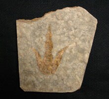 Grallator variabilis - Jurassic theropod dino track impression ...