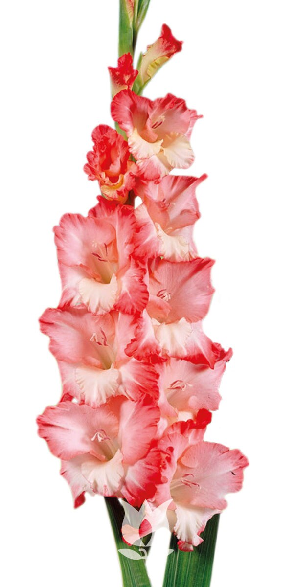 Pink Lady Large Flowering Gladiolus 10 Bulbs - 12/14 cm Bulbs | Michaels