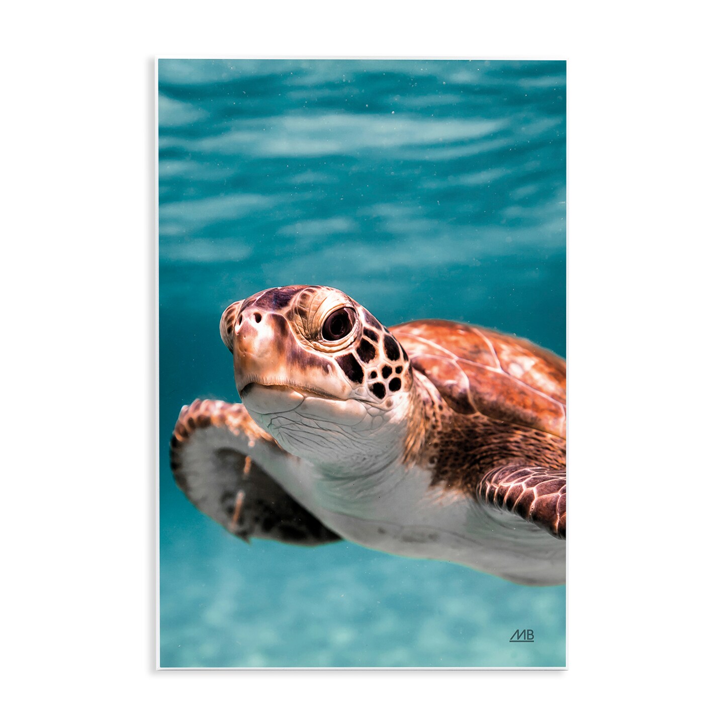 Stupell Industries Underwater Sea Turtle Swim Wall Plaque Art Design by ...