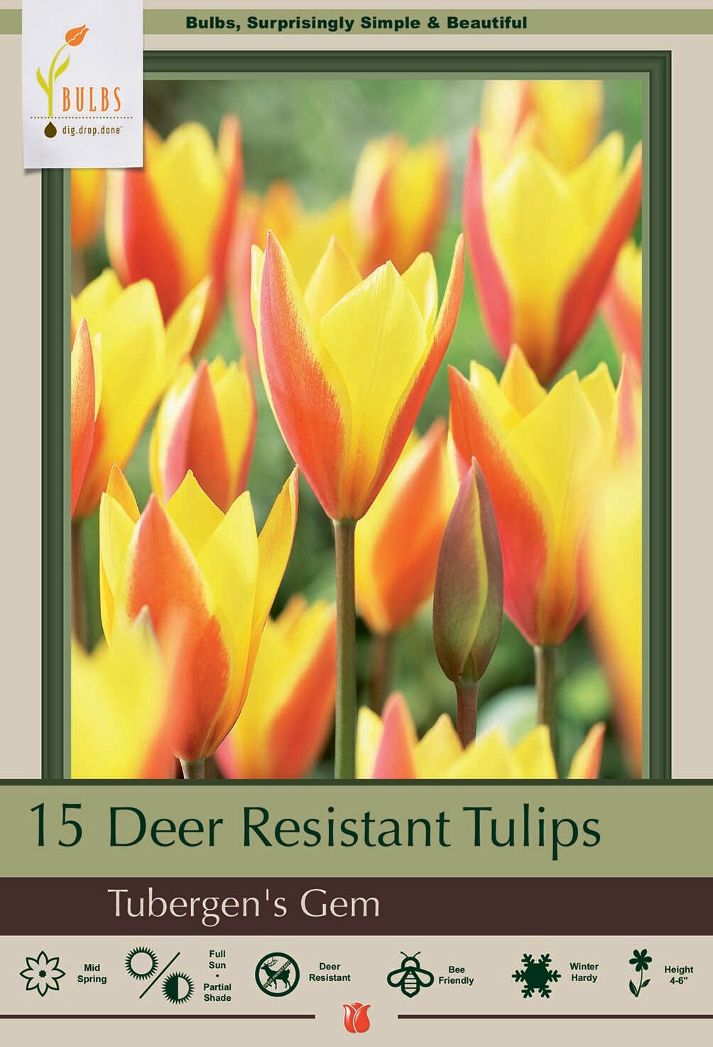 Tubergen's Gem Candlestick Tulip 15 Bulbs - 6/+ cm Bulbs, Count: 1 ...