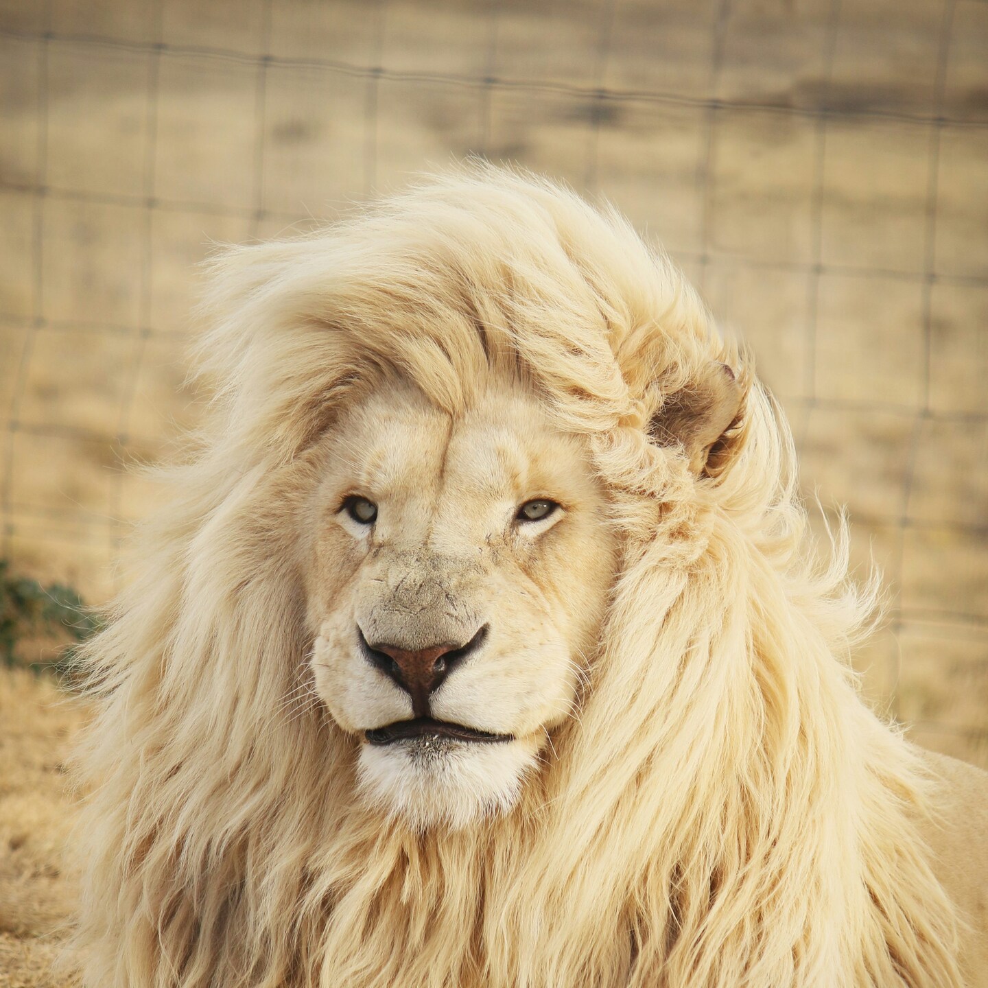 CloseArt | Storefront | Michaels