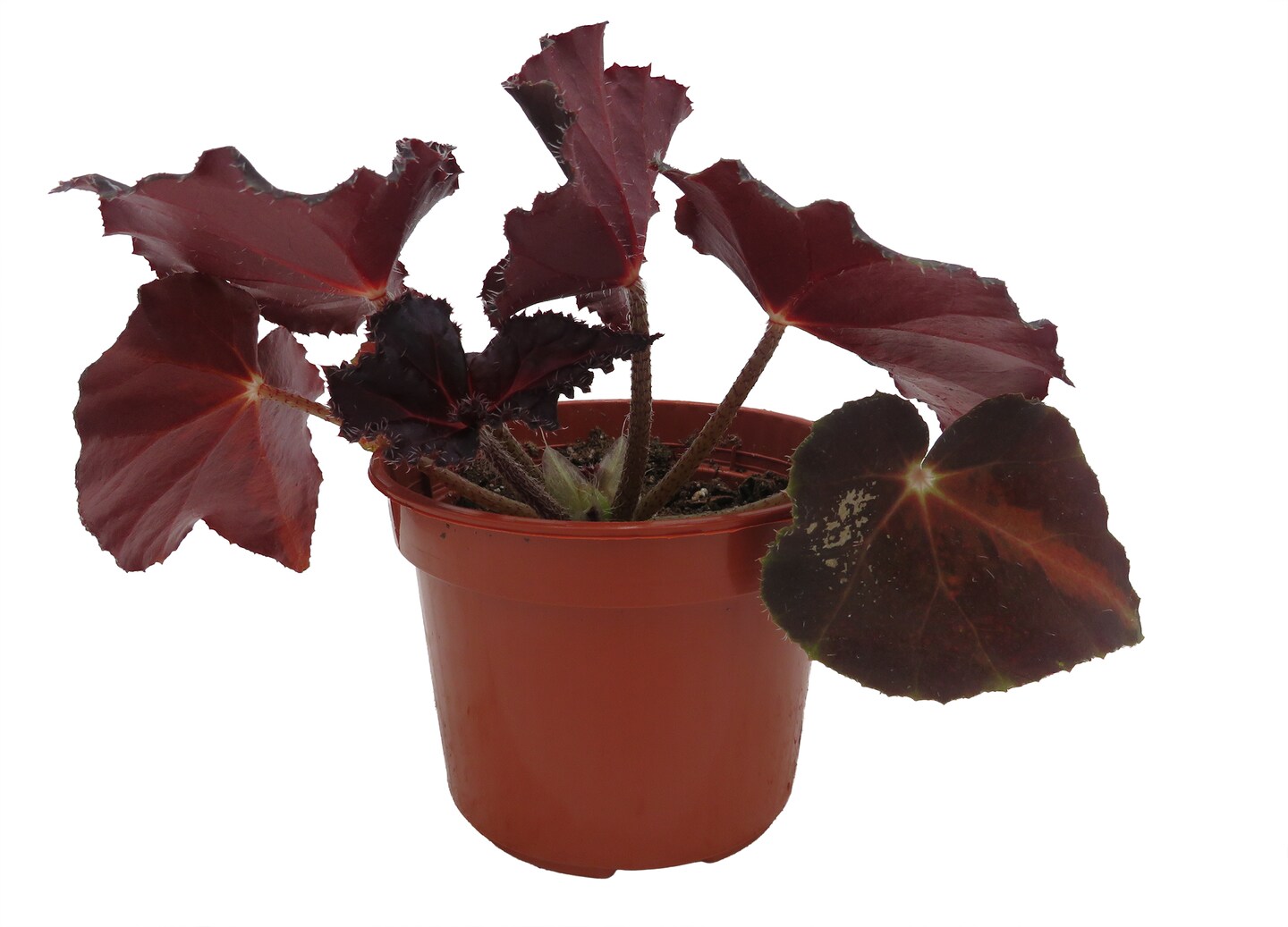 Cherry Sparkle Begonia Plant - 4" Pot - Rhizomatous Hybrid - Houseplant ...