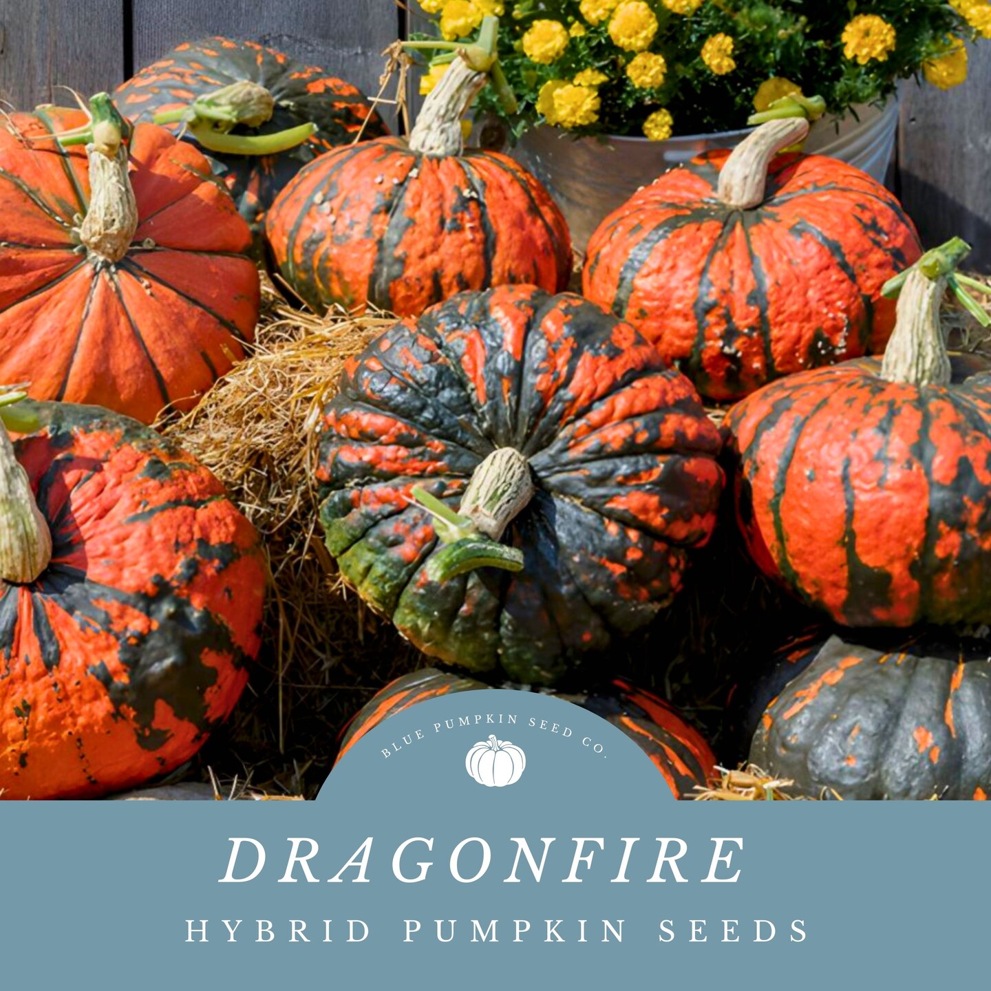 Dragonfire F1 Pumpkin Seeds: Grow Flaming Red And Black Slightly Warted ...