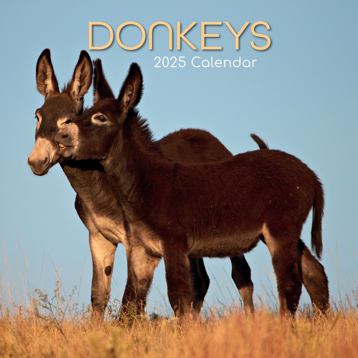 The Gifted Stationary 2025 Square Wall Calendar, Donkeys, 16-Month ...