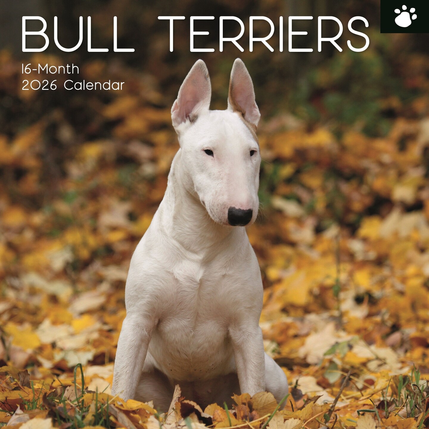 The Gifted Stationary 2026 Square Wall Calendar, Bull Terriers, 16 ...