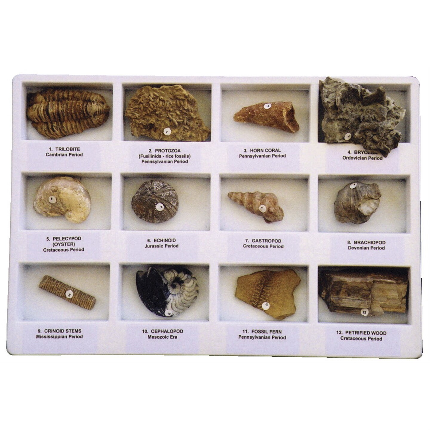 Geoscience Premium Fossil Collection, 12 Specimens with Accessories ...