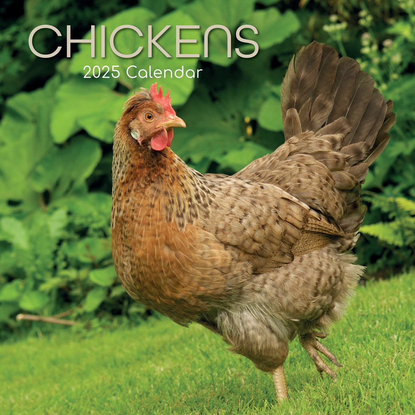The Gifted Stationary 2025 Square Wall Calendar, Chickens, 16-Month ...