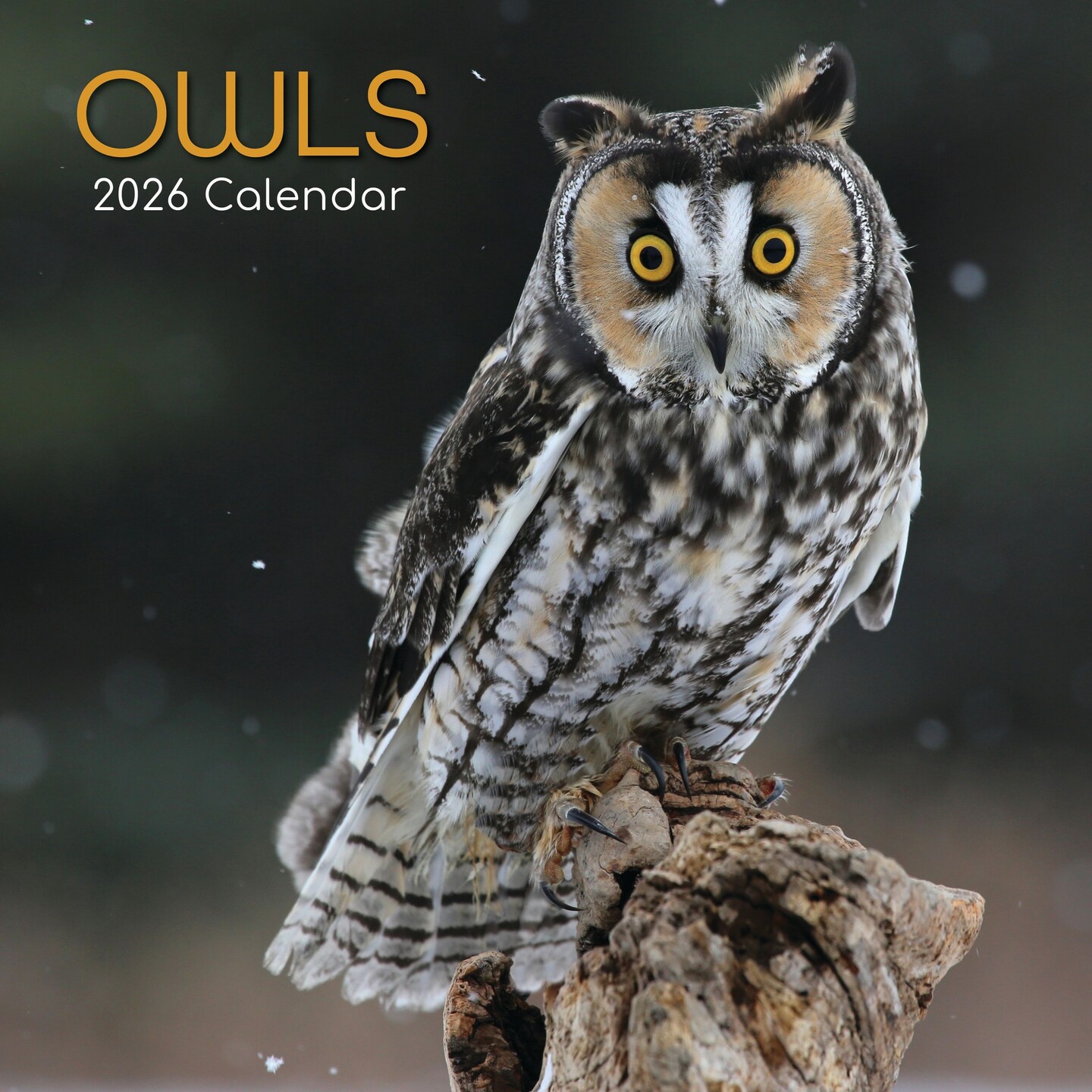 The Gifted Stationary 2026 Square Wall Calendar, Owls, 16-Month Animals ...