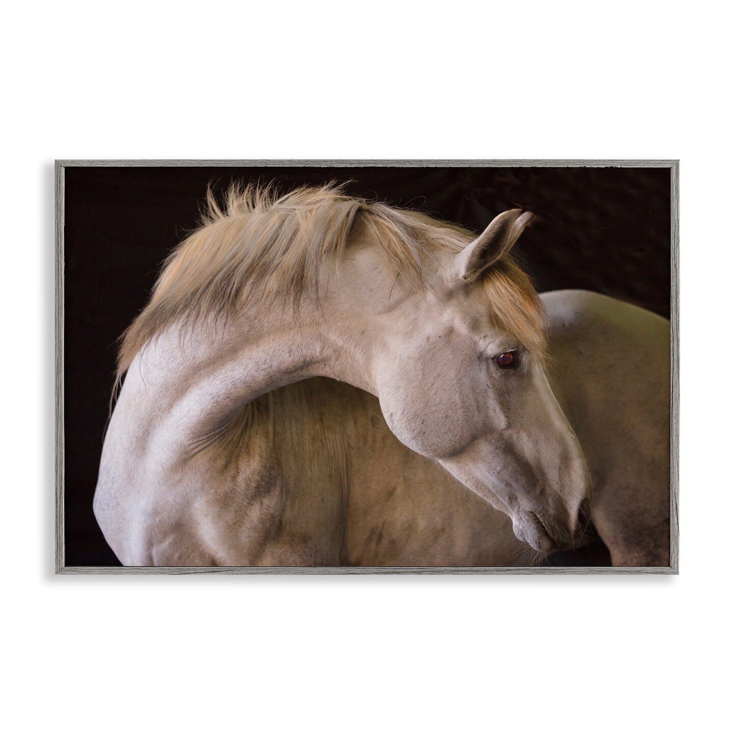Stupell Industries White Beauty Horse Portrait Framed Giclee By Jadei ...
