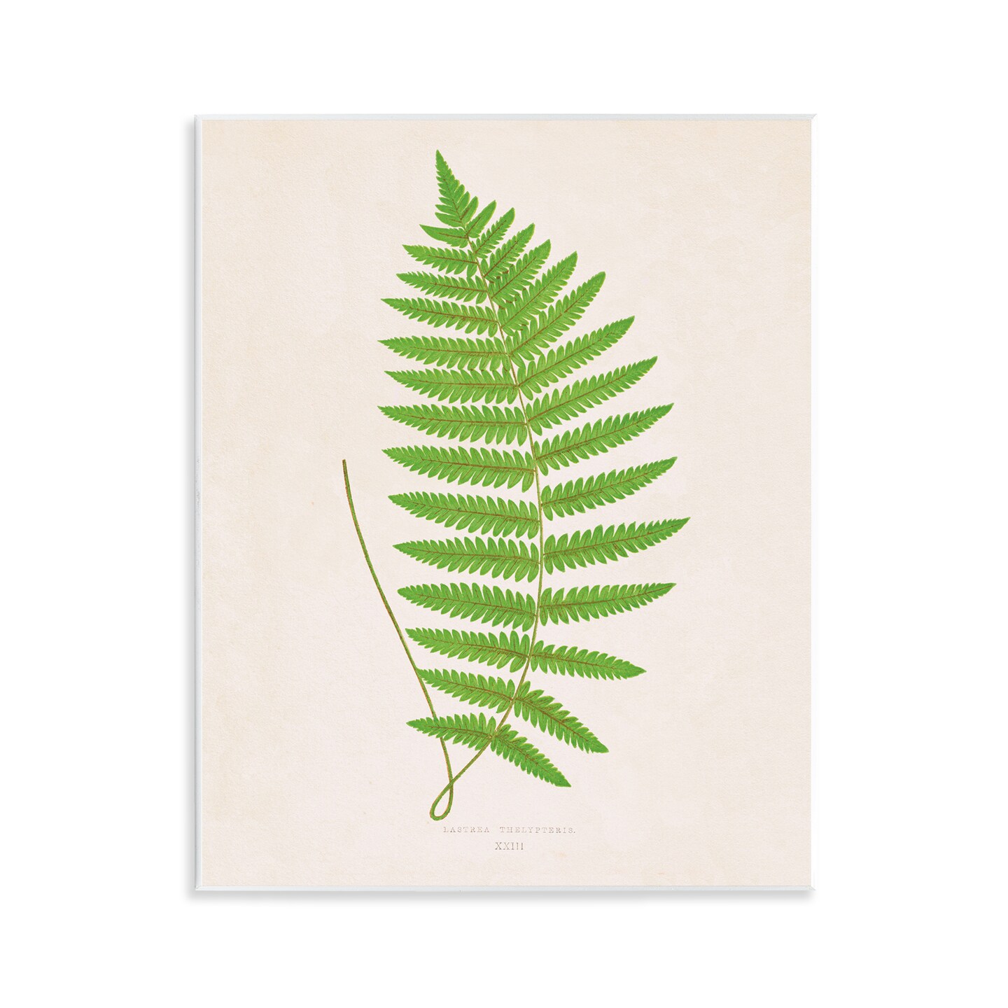 Stupell Industries Single Fern Branch Wall Plaque Design by Phillipa ...