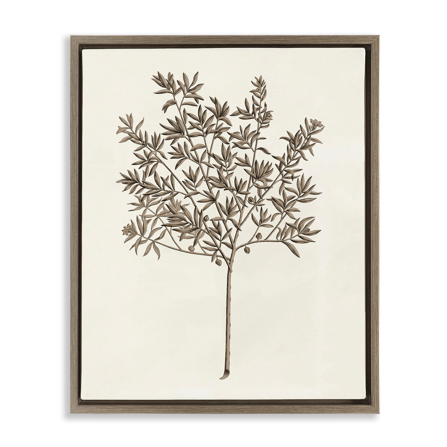 Stupell Industries Vintage Study of Olive Tree Floating Frame Design by ...